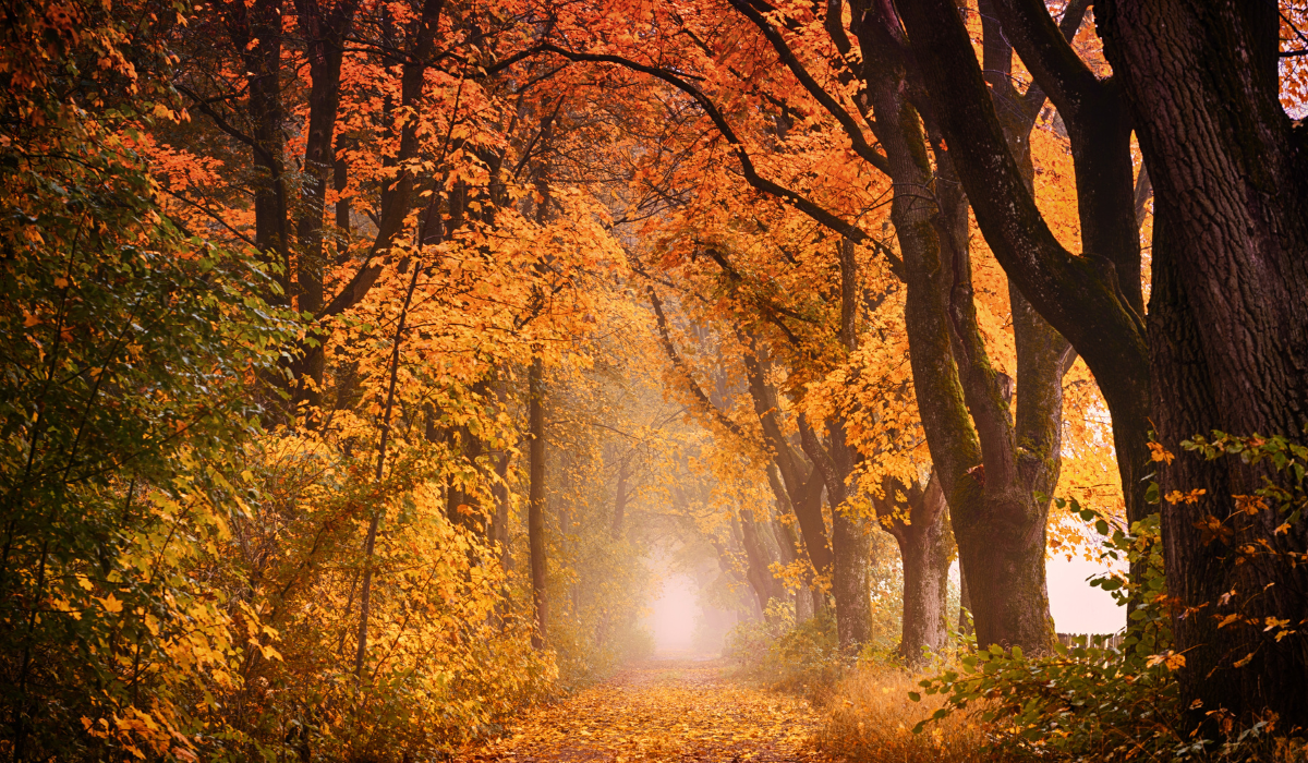 A New Season for Kids’ Privacy: Court enjoins California’s Landmark ...